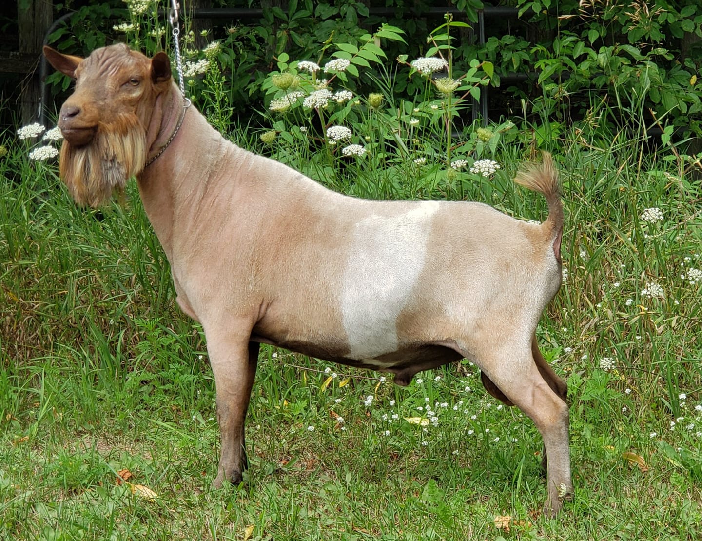 Bucks - Caprine Acres